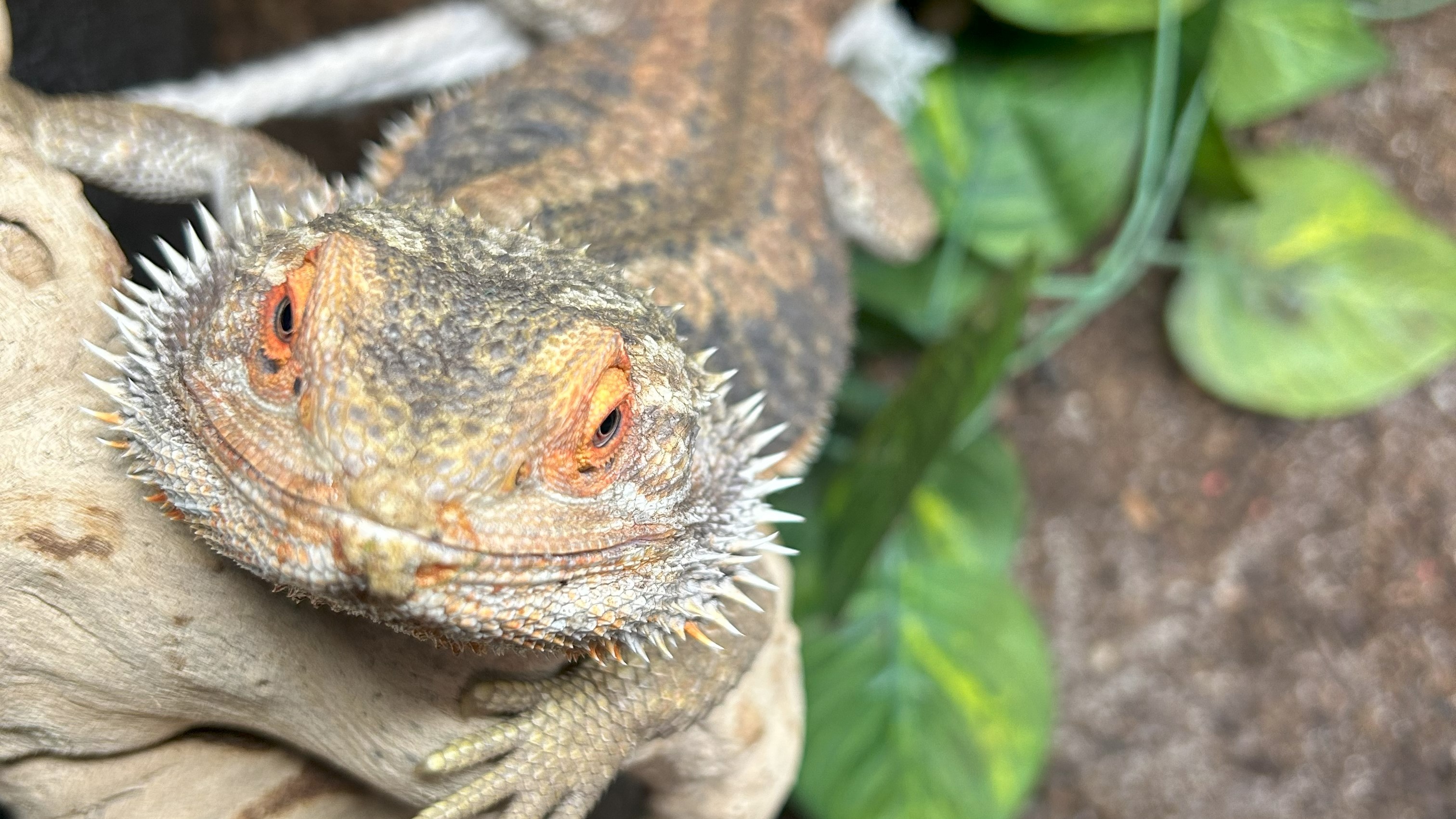 Inland Bearded Dragon | mgzoo.com