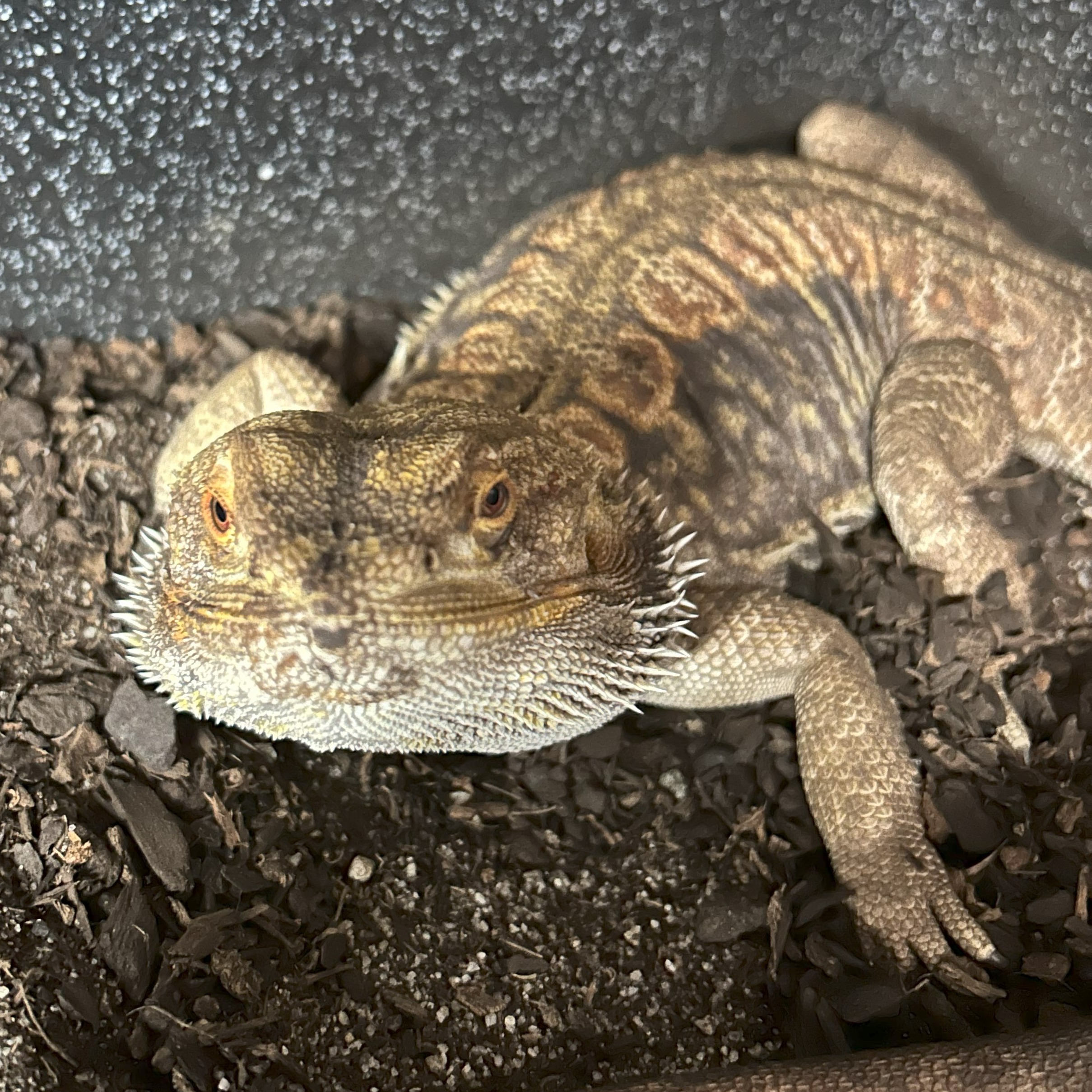 Inland Bearded Dragon | mgzoo.com