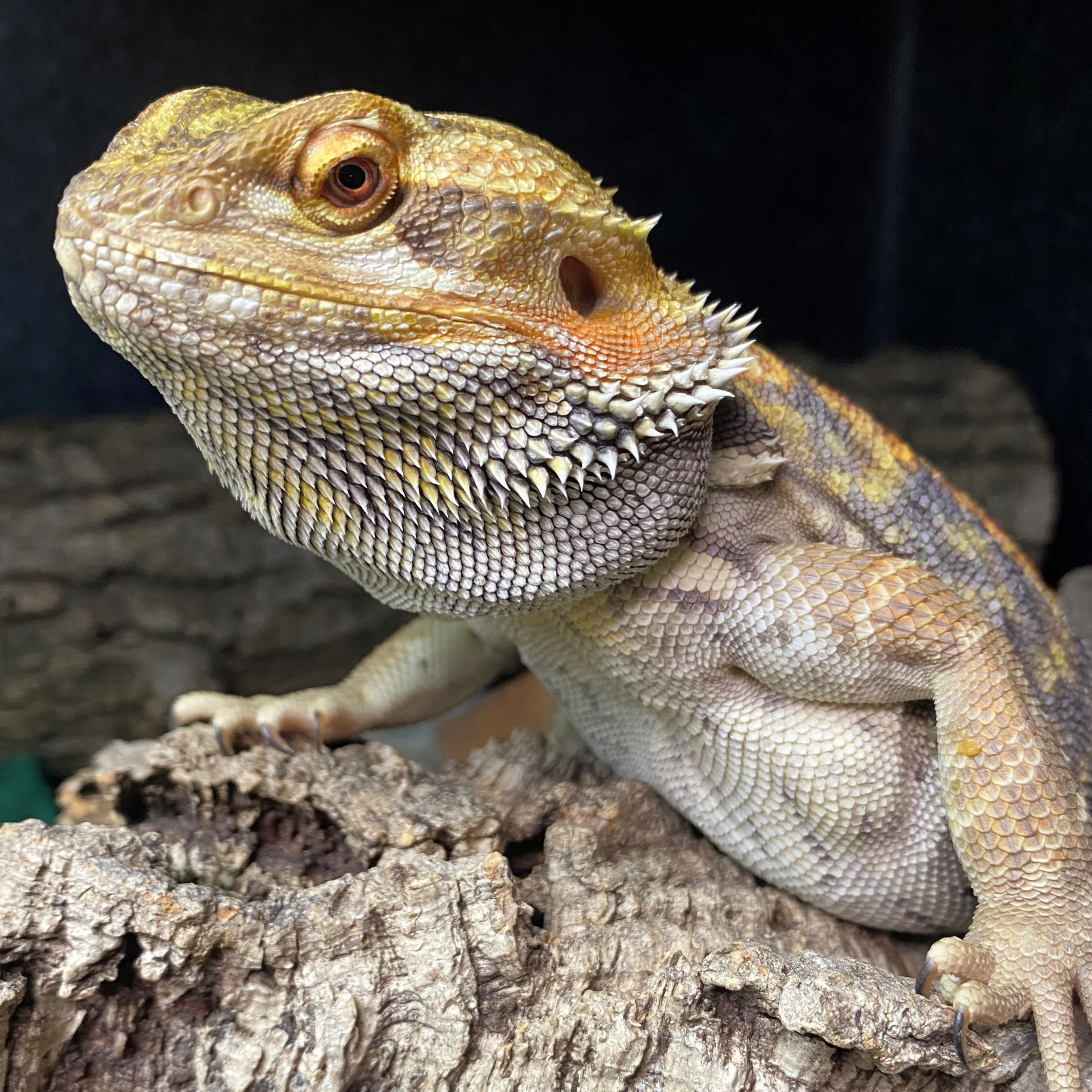 Inland Bearded Dragon | mgzoo.com