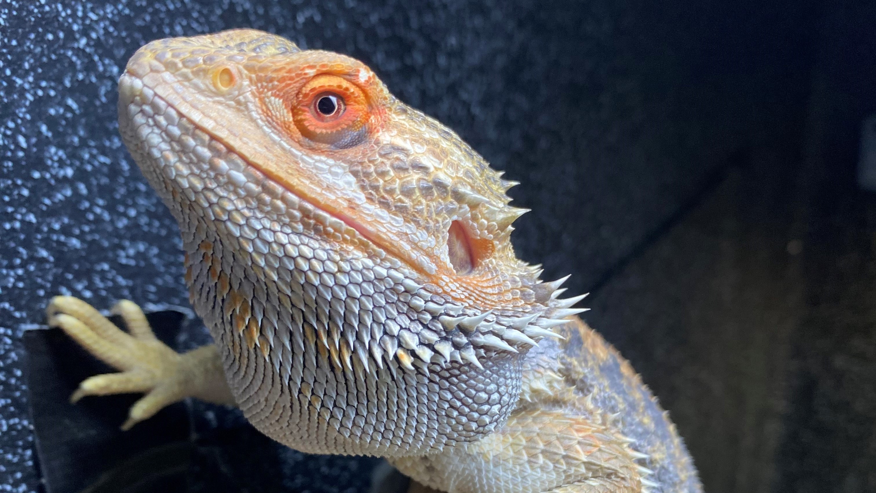 Inland Bearded Dragon | mgzoo.com