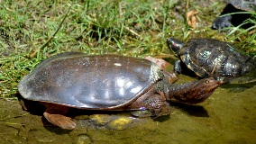 Red-eared Slider Turtle | mgzoo.com