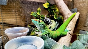 Red-eared Slider Turtle | mgzoo.com