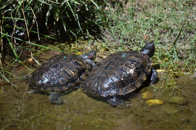 Red-eared Slider Turtle | mgzoo.com