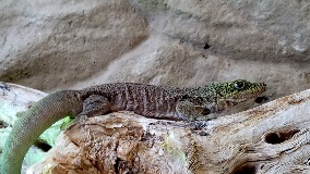 Red-eared Slider Turtle | mgzoo.com